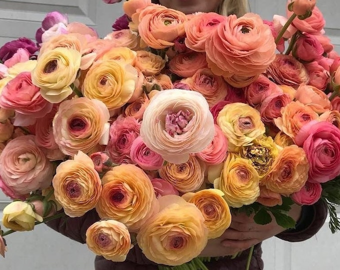 Amandine PASTEL Mix Ranunculus Corms - Etsy