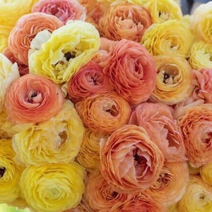 Amandine Pastel Lemon Ranunculus Corms - Etsy