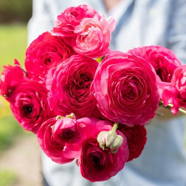 Pink Ranunculus - Etsy