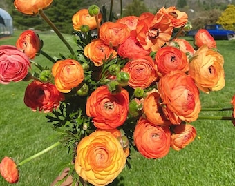 Ranunculus Amandine Orange Picotee 10 Corms Vivid Orange Persian ...