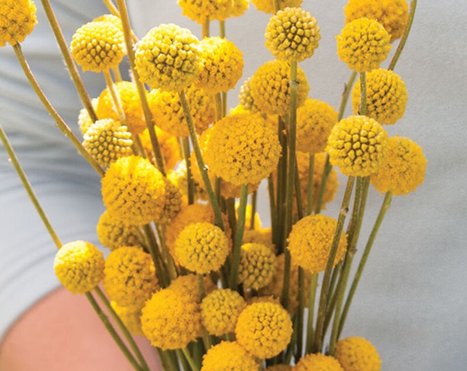 Craspedia Billy Buttons 25 Seed Packet Yellow Sun Balls - Etsy