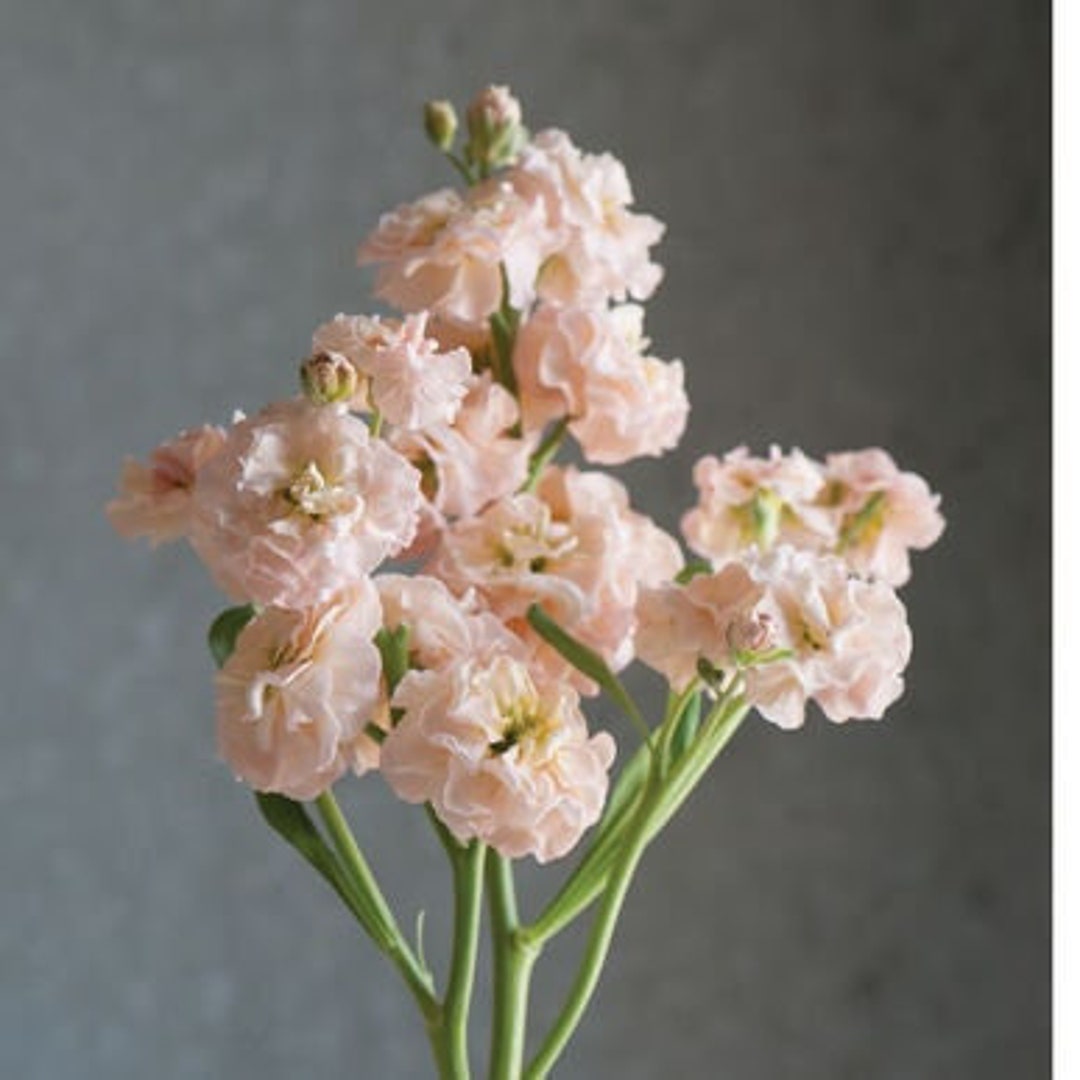 Quartet Apricot Stock 25 Seed Packet Cool Flower Branching Stock - Etsy