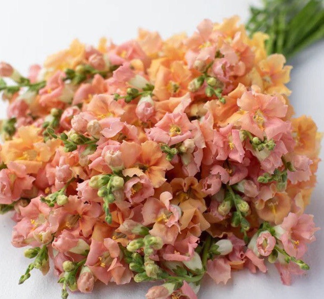 Light Salmon Chantilly Snapdragon 25 Seed Packet Cool Flower - Etsy