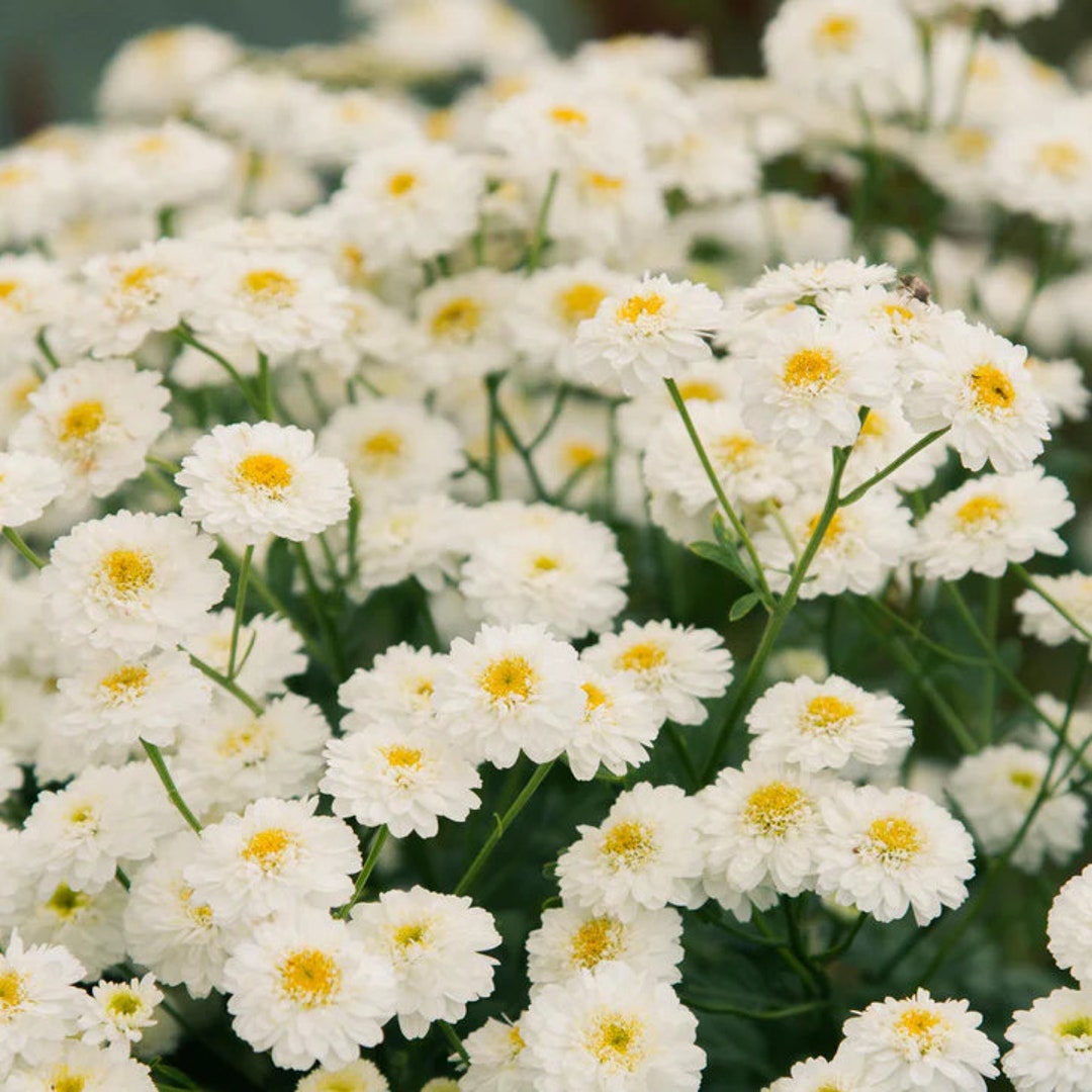 Tetra White Feverfew 50 Seed Packet Matricaria Everlasting Flowers - Etsy