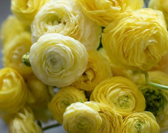 Amandine VIOLET Ranunculus Corms - Etsy