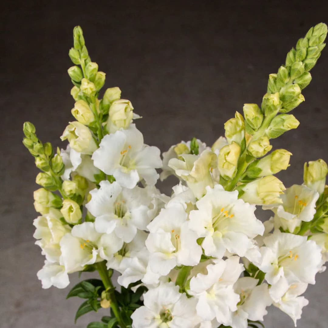 White Chantilly Snapdragon 25 Seed Packet Cool Flower - Etsy