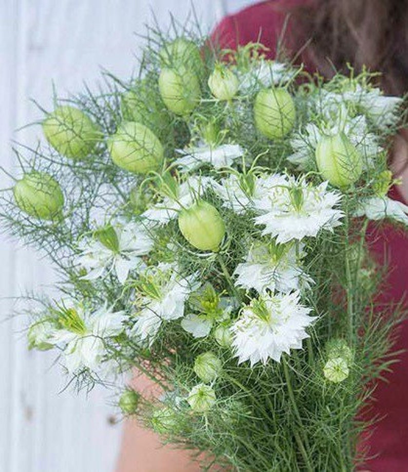 Nigella Green Pod 50 Seed Packet Love in a Mist - Etsy