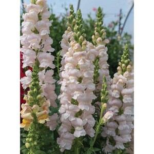 Costa Silver Snapdragon 25 Seed Packet Cool Flower Soft Blush Pink - Etsy