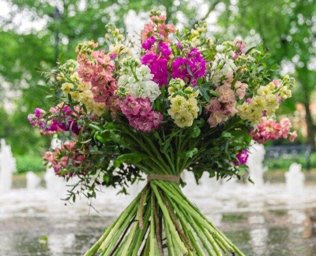 Stox Mix Stock 25 Seed Packet Cool Flower - Etsy