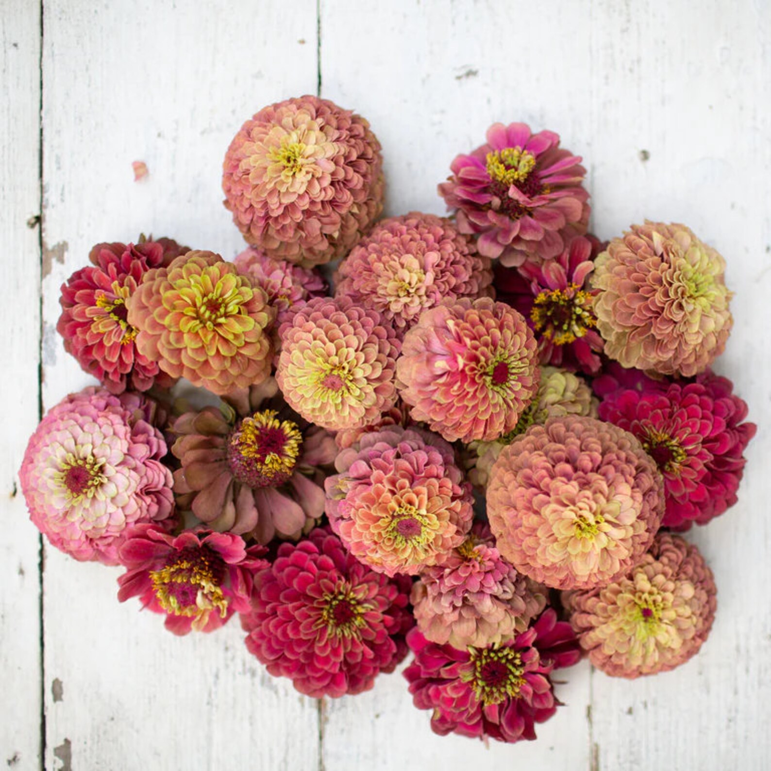 Queen Lime Red Zinnia 20 Seeds Packet - Etsy
