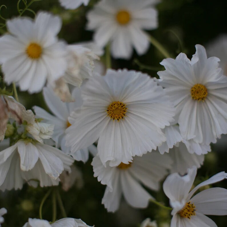 Cosmos Cupcakes White 25 Seeds Packet - Etsy