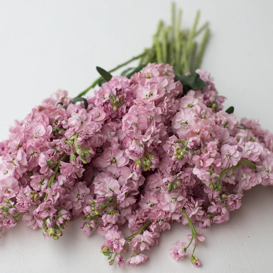 Malmaison Pink Stock 100 Seed Packet Cool Flower Column Stock - Etsy