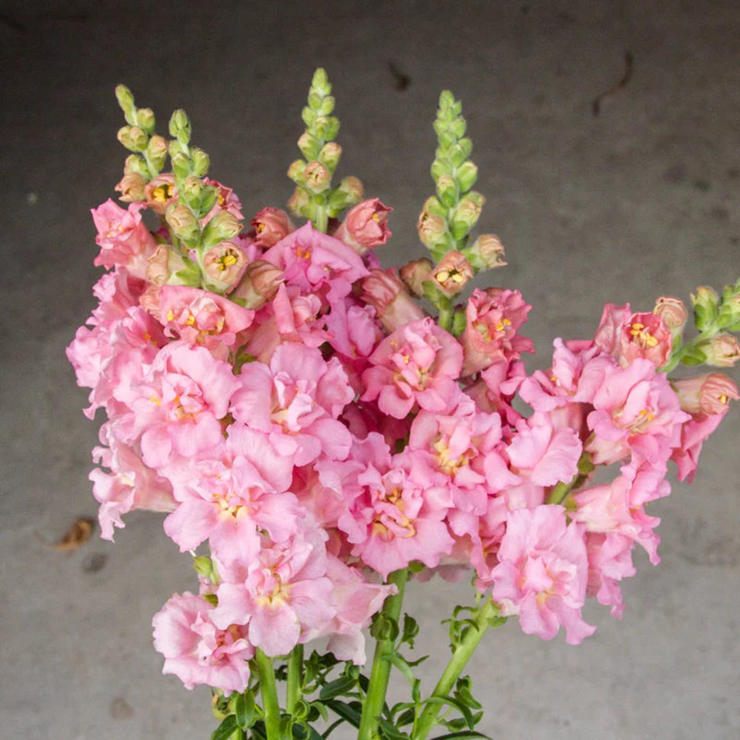 Madame Butterfly Pink Snapdragon 25 Seed Packet Cool Flower - Etsy