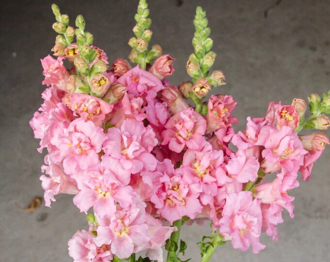 Madame Butterfly Pink Snapdragon 25 Seed Packet Cool Flower - Etsy