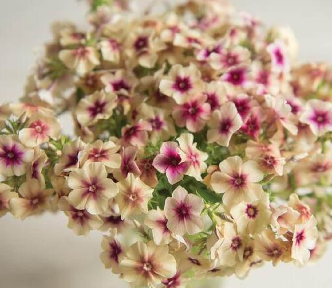 Phlox Cherry Carmel 50 Seed Packet Cream and Red Delicate Annual Phlox ...
