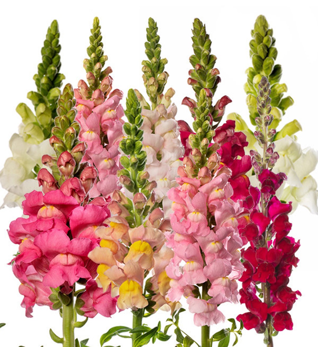 Costa Mix Snapdragon 25 Seed Packet Cool Flower Soft Blush Pink ...
