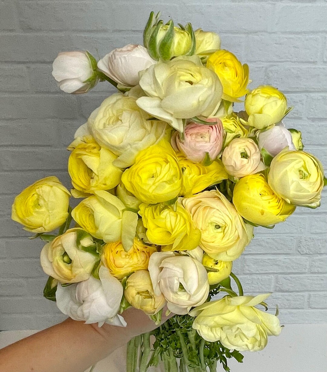 Half Clone Wedding Pastel Mix Ranunculus Corms - Etsy