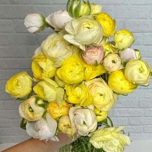 LifeMoreColorful - Etsy