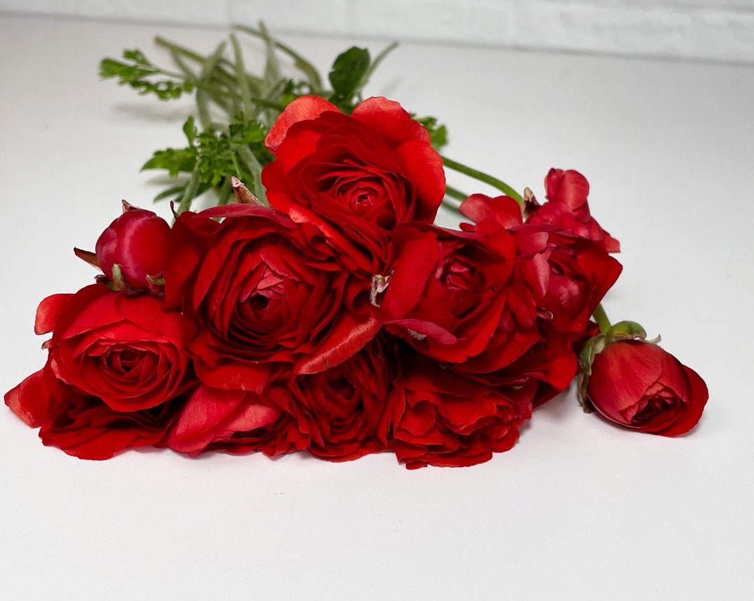 Amandine Red Ranunculus Corms - Etsy