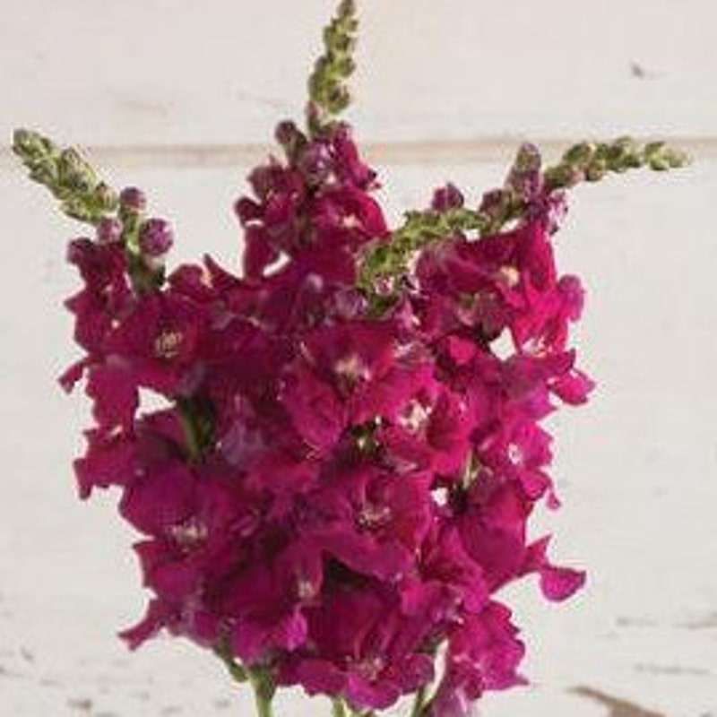 Snapdragon Seeds - Etsy