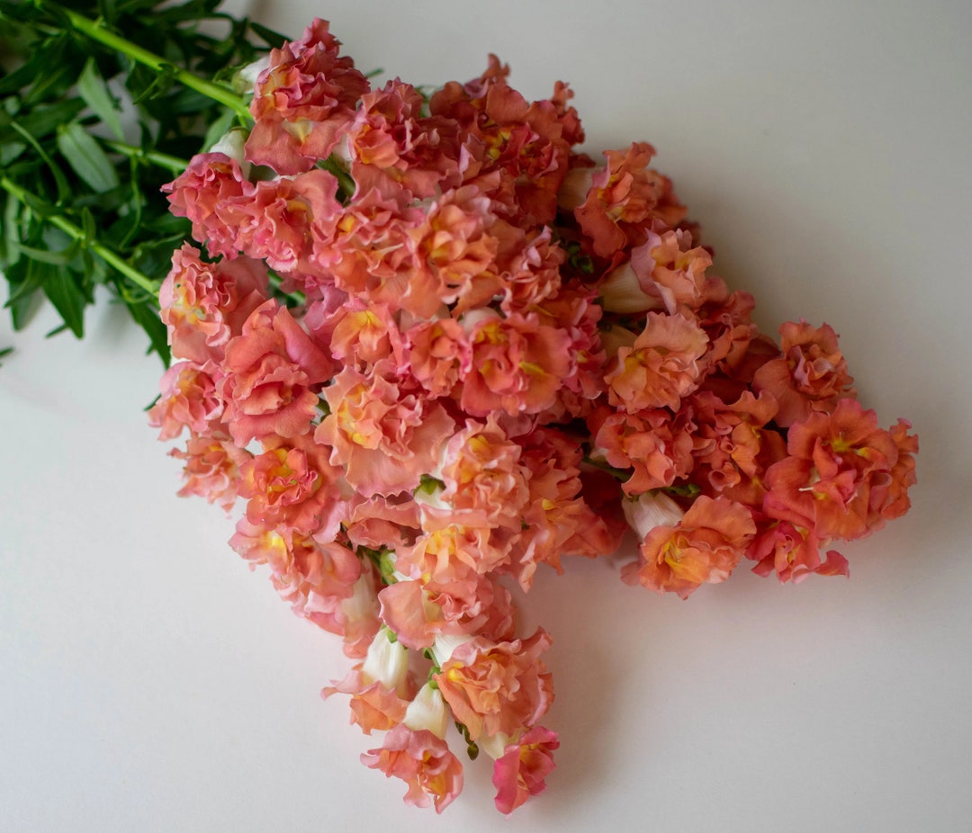 Madame Butterfly Bronze With White Snapdragon 25 Seed Packet Cool ...