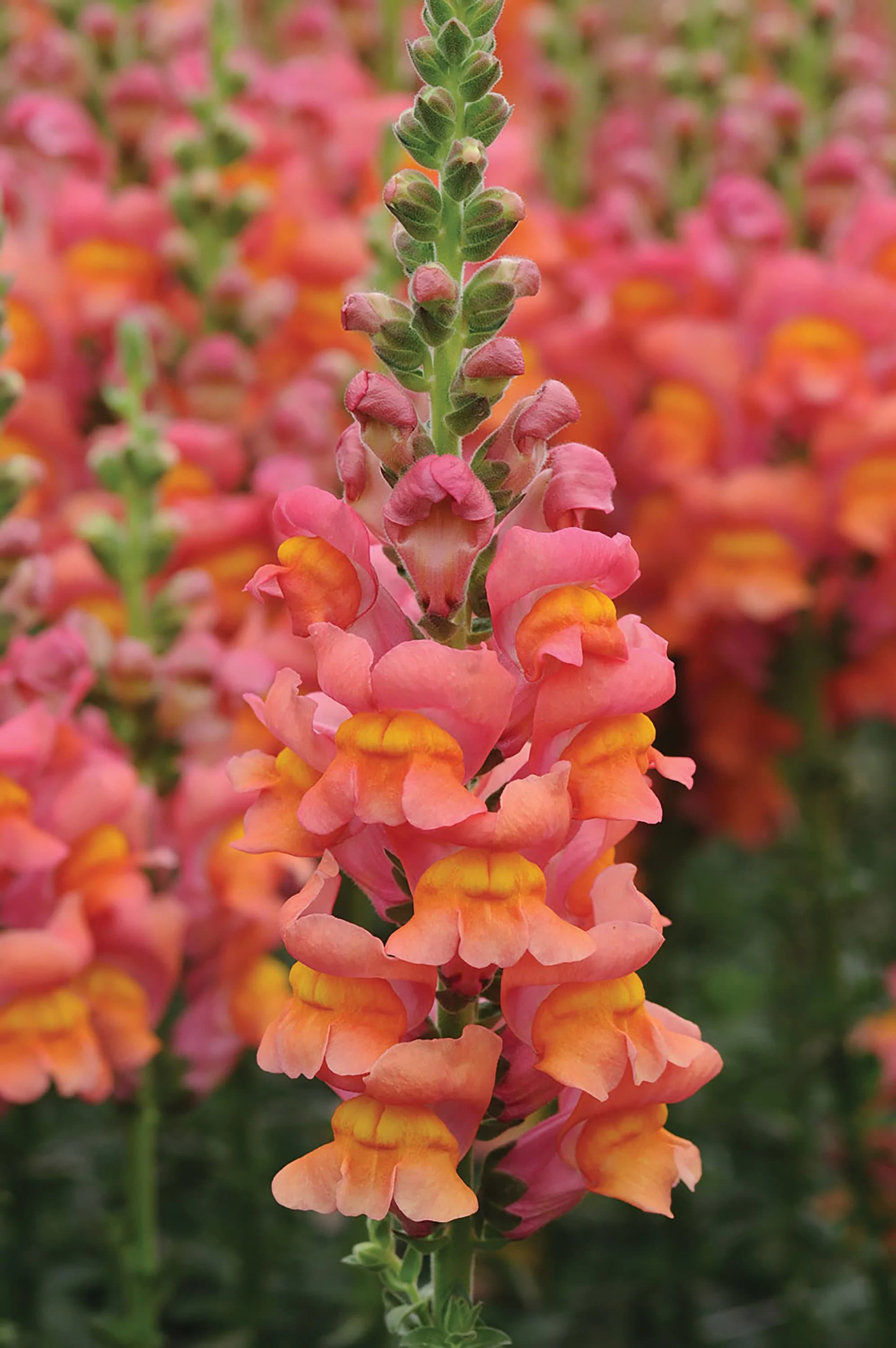Potomac Orange Snapdragon 25 Seed Packet Cool Flower Coral Color - Etsy