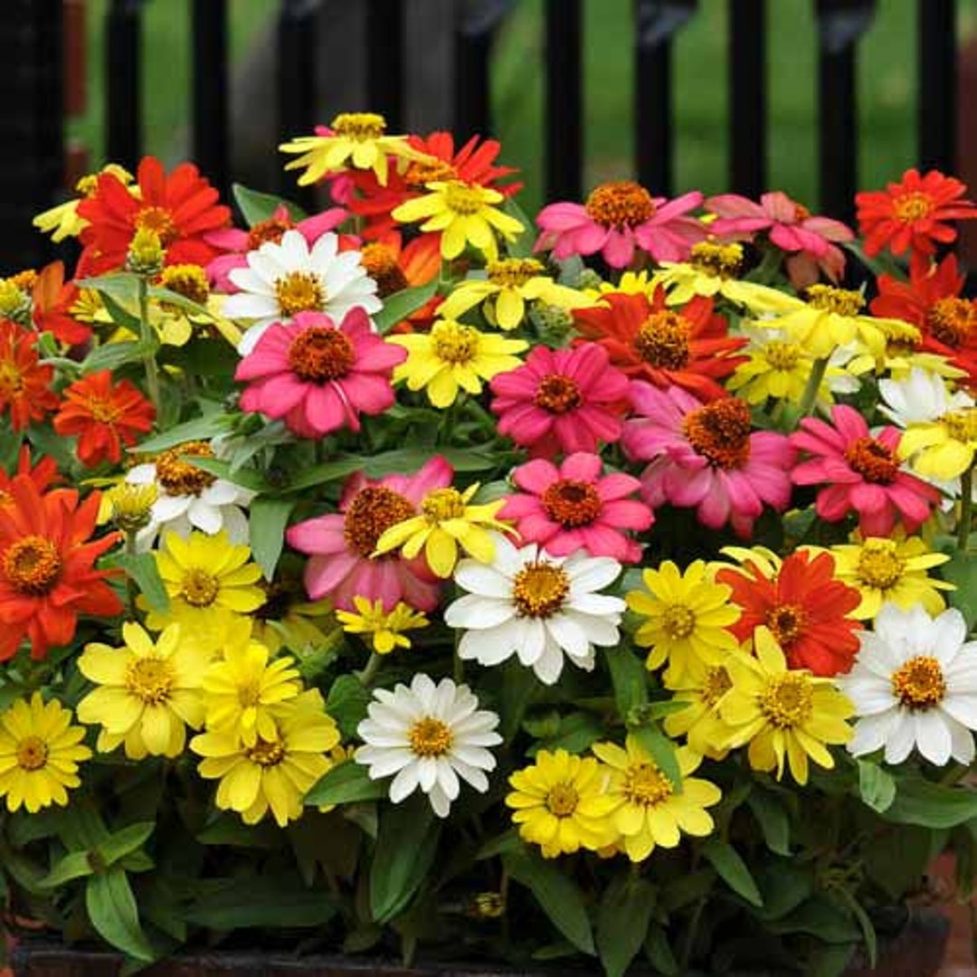 Zahara Mix Zinnia 25 Seeds Packet Bedding Flowers Fast Growing Heat ...