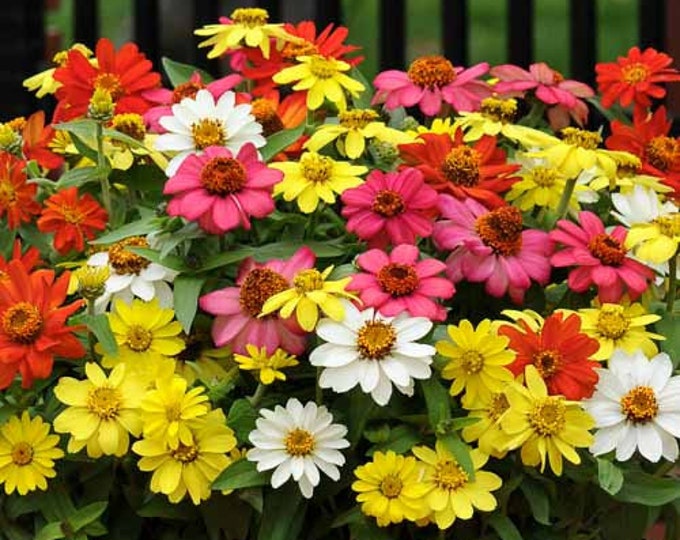 Zahara Mix Zinnia 25 Seeds Packet Bedding Flowers Fast Growing Heat ...