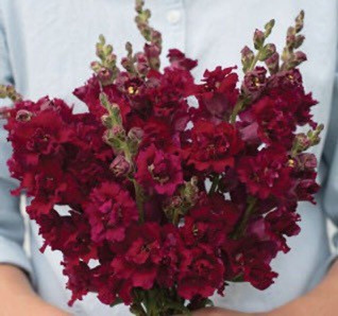 Madame Butterfly Red Snapdragon 25 Seed Packet Cool Flower - Etsy