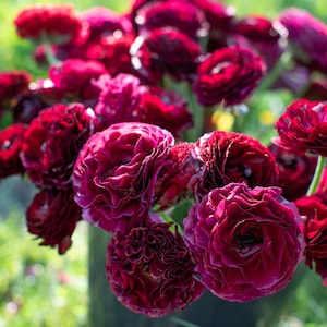 Amandine Black Ranunculus Corms - Etsy