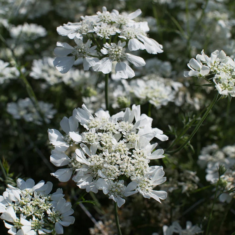 White Finch Orlaya Flower 50 Seed Packet Cool Flower - Etsy