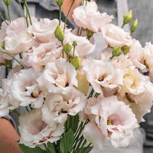 Lisianthus Corelli Light Pink 20 Seeds Packet White and Blush Pink - Etsy