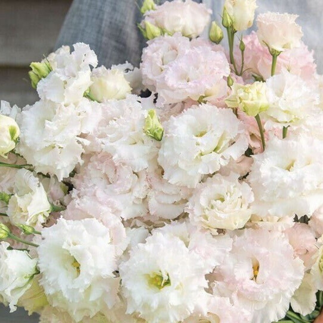 Lisianthus Voyage First Love 20 Seeds Packet White and Blush Pink - Etsy