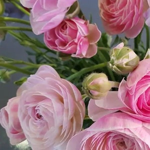 Amandine PORCELAINE Soft Pink Ranunculus Corms - Etsy