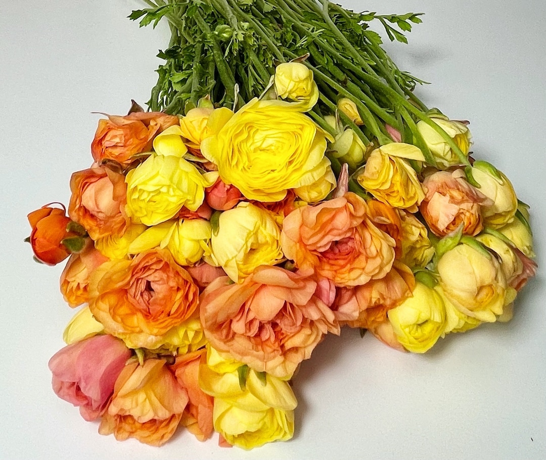 Amandine Pastel Lemon Ranunculus Corms - Etsy