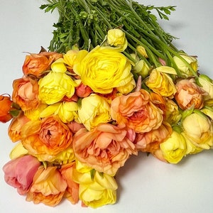 Amandine Pastel Lemon Ranunculus Corms - Etsy
