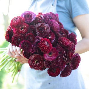 Amandine Black Ranunculus Corms - Etsy