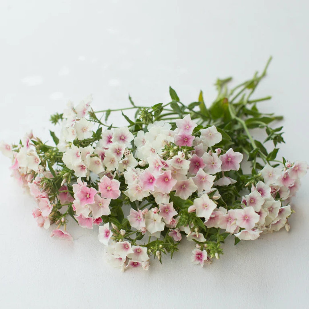 Phlox Blushing Bride 50 Seed Packet Pink and White Delicate - Etsy