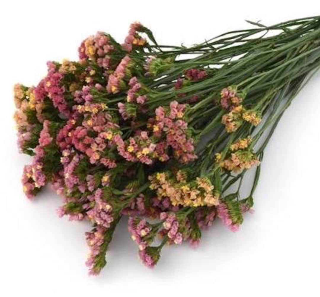 Apricot Statice 50 Seeds Packet Everlasting Flower Limonium - Etsy