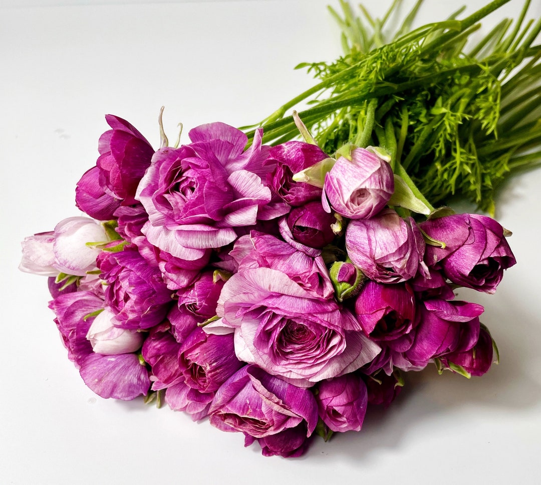 Amandine PURPLE JEAN Ranunculus Corms - Etsy