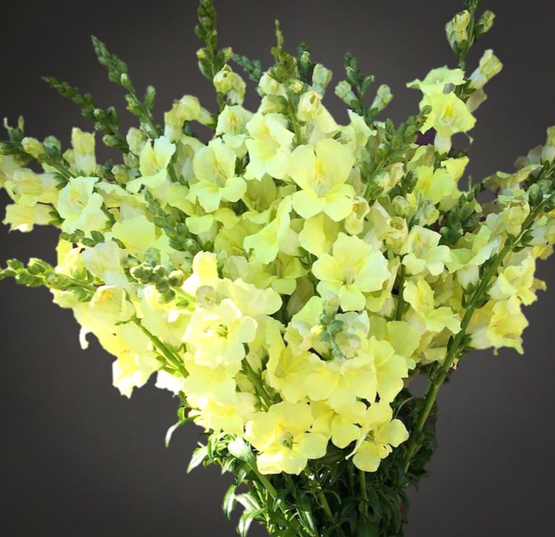Cream Yellow Chantilly Snapdragon 25 Seed Packet Cool Flower - Etsy