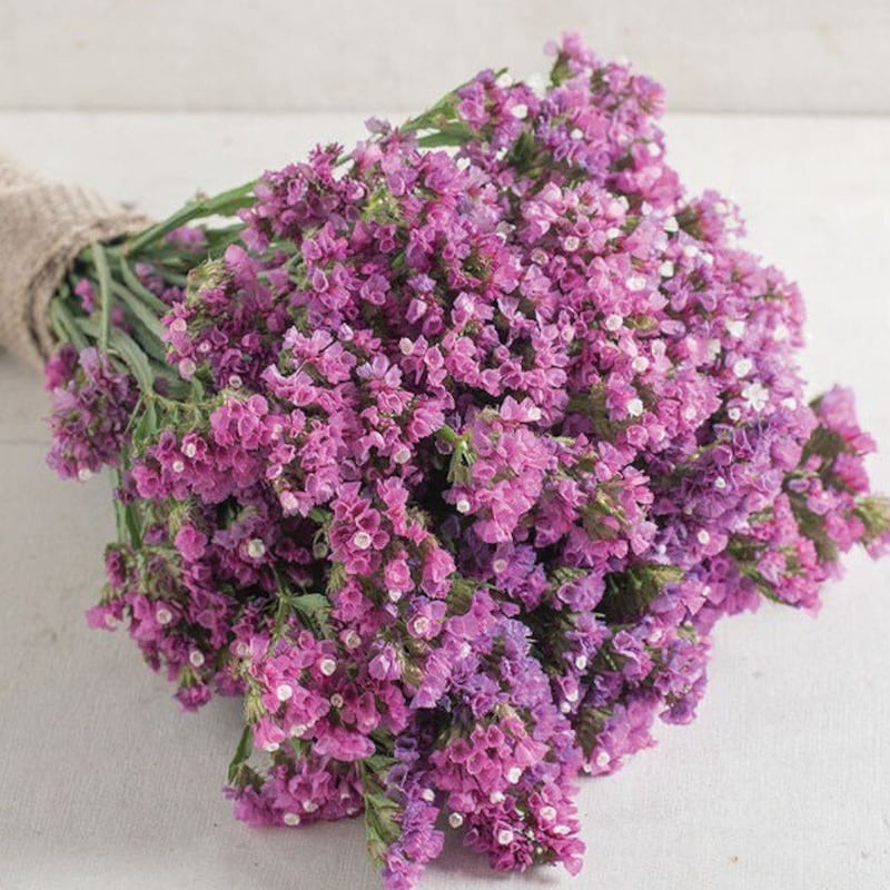 Statice Seeds - Etsy