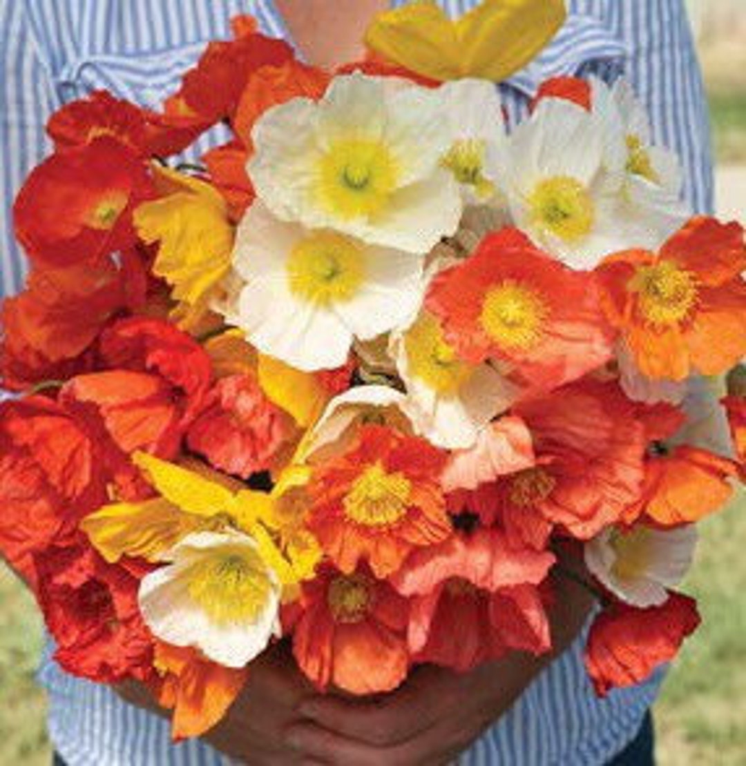 Champagne Bubbles Iceland Poppy Mix 50 Seed Packet Cool Flower - Etsy