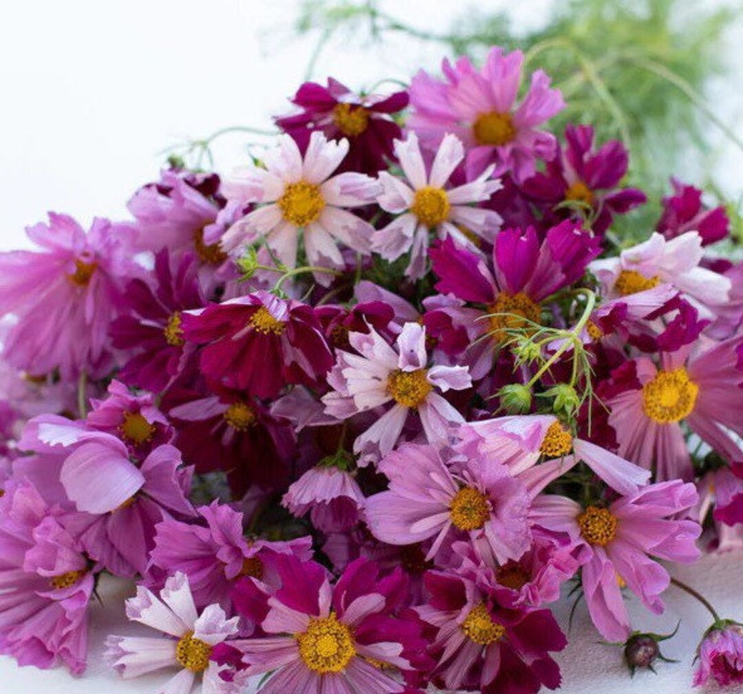 Cosmos Seashells Pink, White, Red 50 Seeds Packet - Etsy