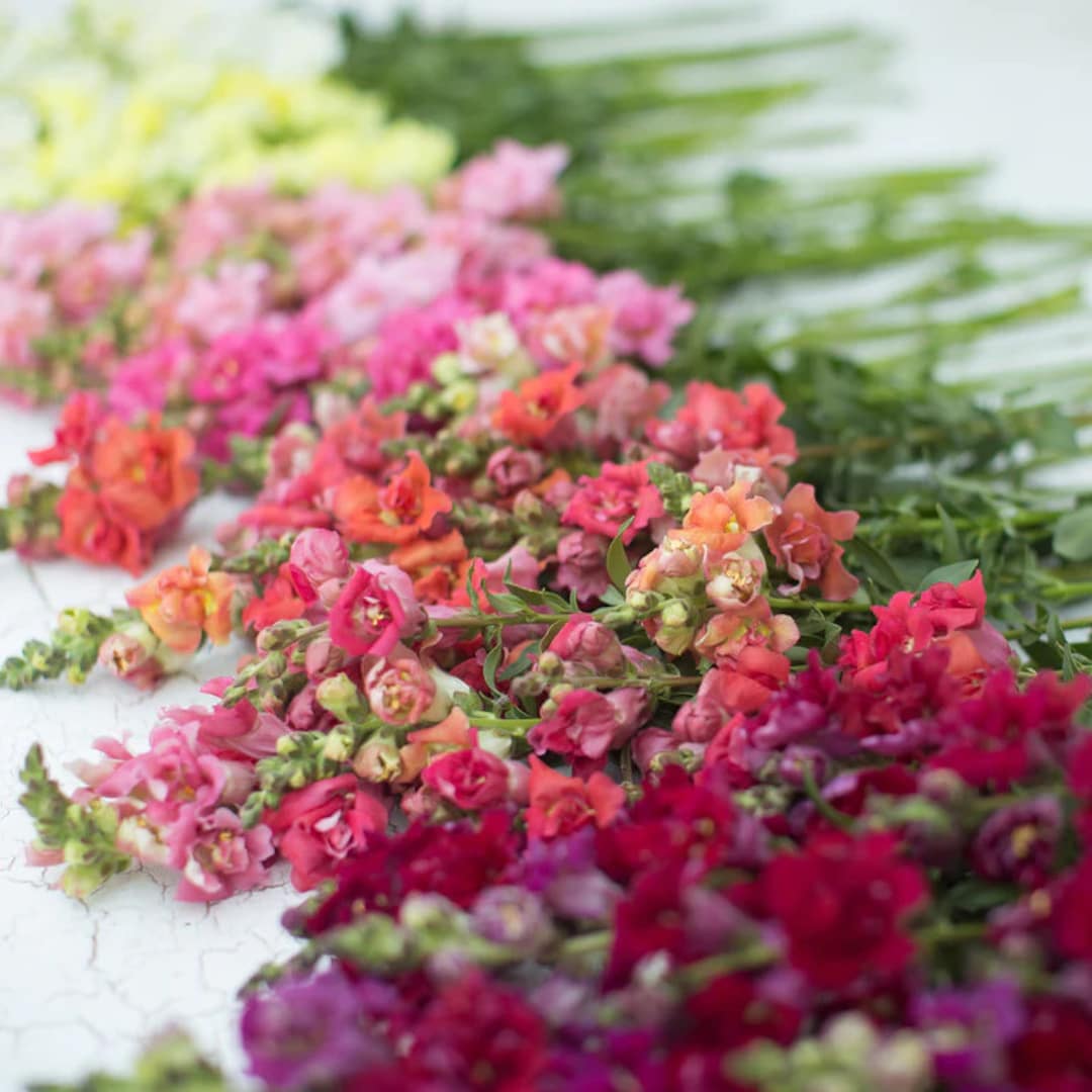 Madame Butterfly Mix Snapdragon 25 Seed Packet Cool Flower Shades of ...