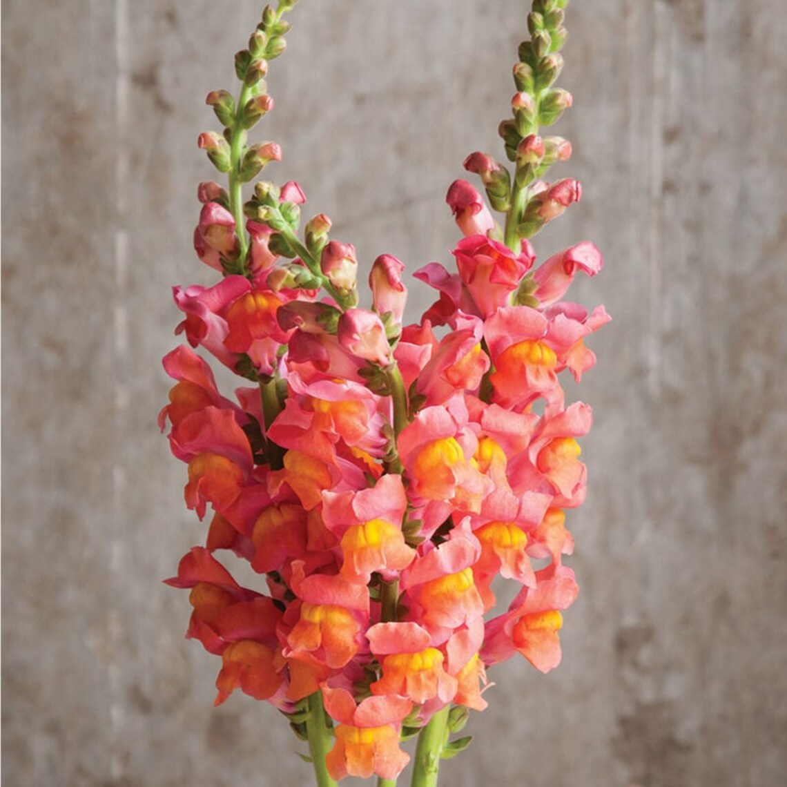 Potomac Orange Snapdragon 25 Seed Packet Cool Flower Coral Color - Etsy