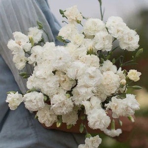 Jeanne Dionis Chabaud Carnation Dianthus 50 Seed Packet White Scented ...