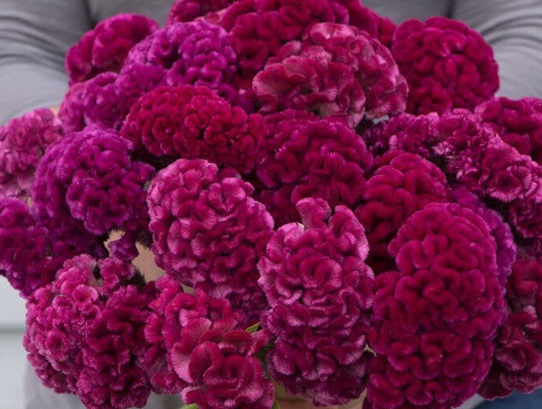 Cramer's Rose Celosia 50 Seed Packet Cockscomb - Etsy