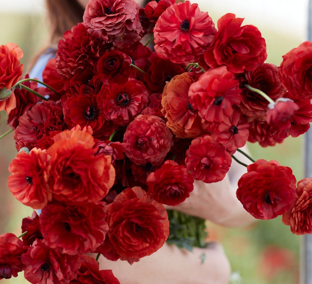 La Belle Chocolate Ranunculus Corms - Etsy