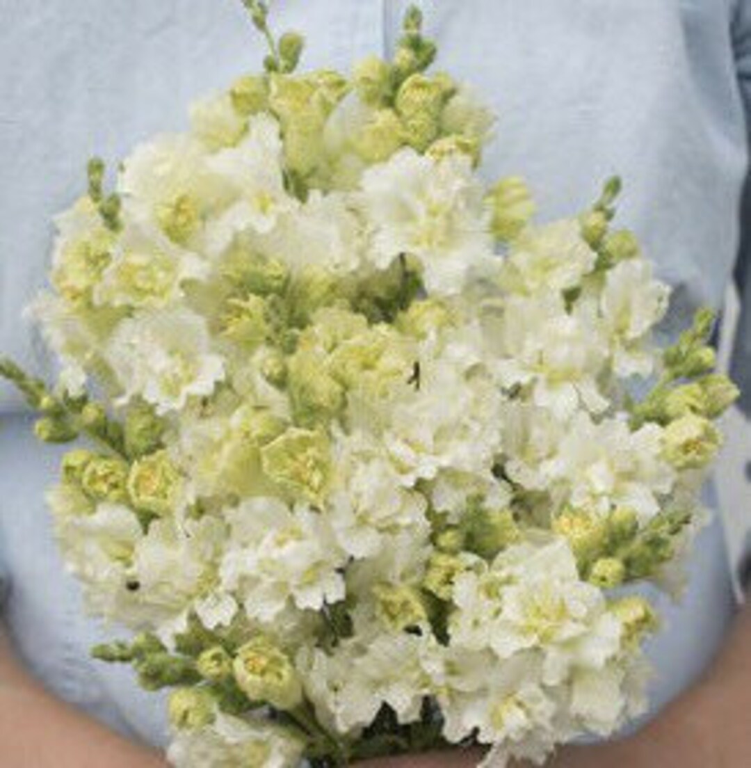 Madame Butterfly Ivory Snapdragon 25 Seed Packet Cool Flower - Etsy